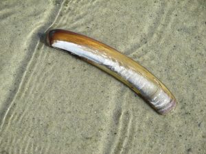 First Encounter Beach Clamming – A Slideshow - Cape Cod Wave