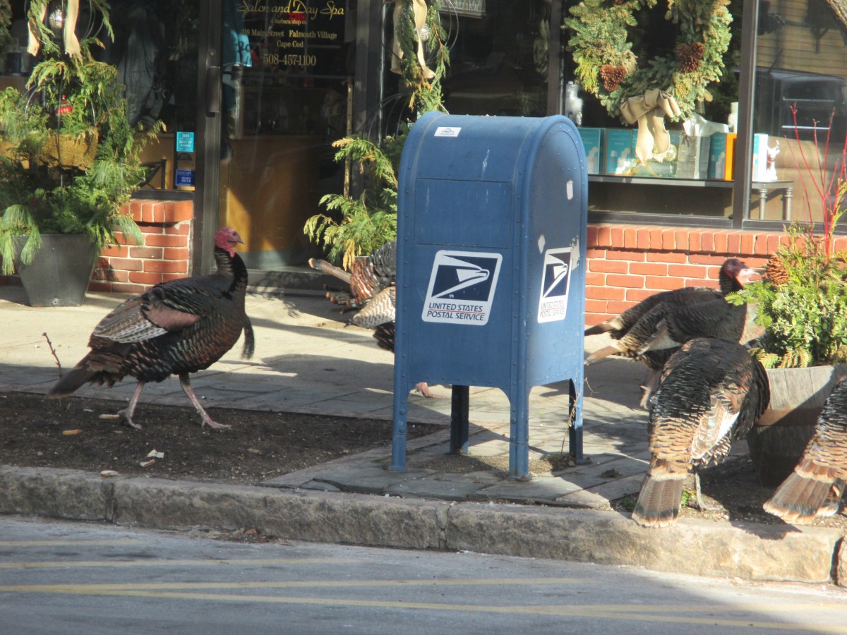Falmouth Turkey Wars; Leader Captured, But The Occupation Continues ...
