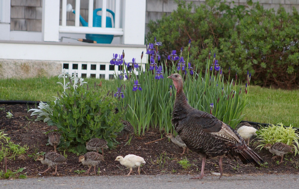 Next Generation of Falmouth Turkeys Arrives - Cape Cod Wave