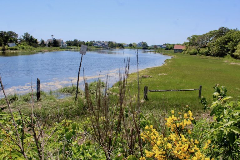 Centerville River Summer - Cape Cod Wave