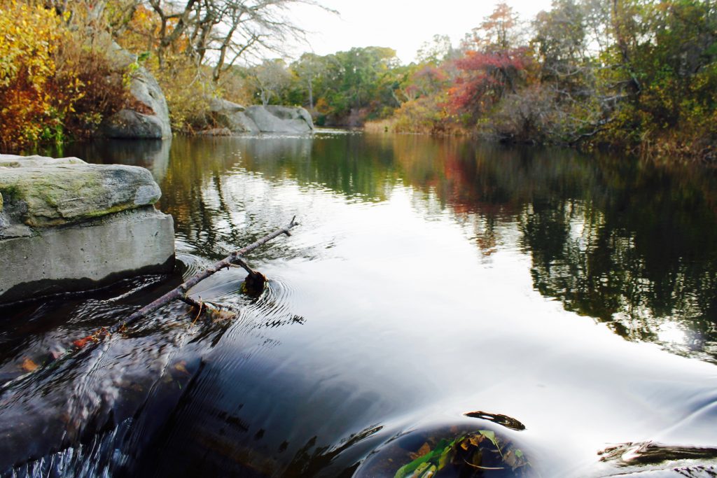 Stony Brook Herring Run Autumn Paradise – SlideShow - Cape Cod Wave