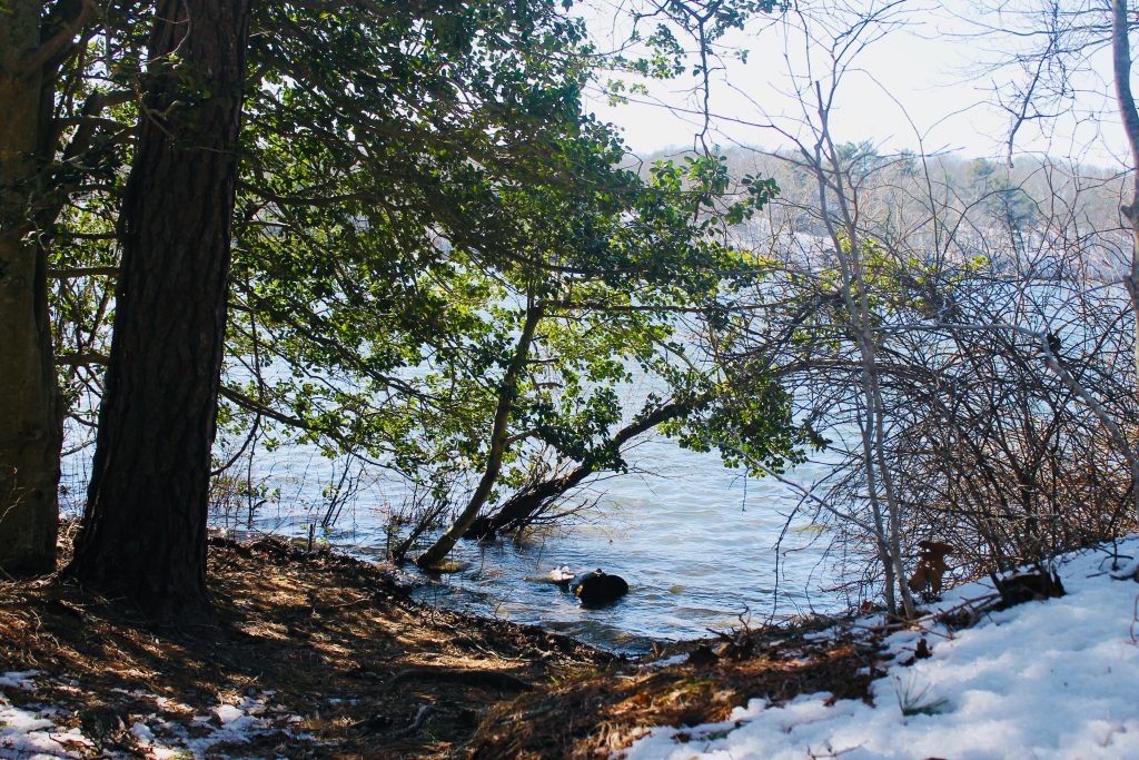 Shadows & Tree Tunnels At Long Pond Conservation Area In Barnstable ...