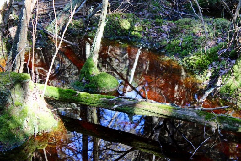 Spring at Marconi’s Atlantic White Cedar Swamp in Wellfleet - Cape Cod Wave