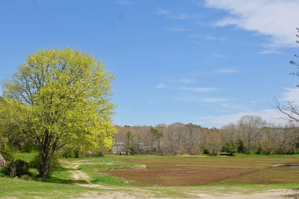 A Cranberry Bog in Sandwich – Slideshow - Cape Cod Wave