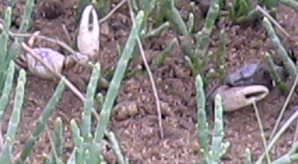 Fiddler Crabs At Fox Island Marsh - VIDEO - Cape Cod Wave