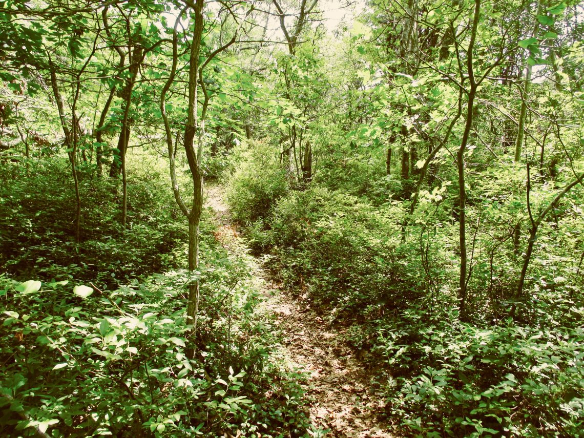 Old Colony Nature Pathway, Foss Woods & Whistle Path Woods – Slideshow ...