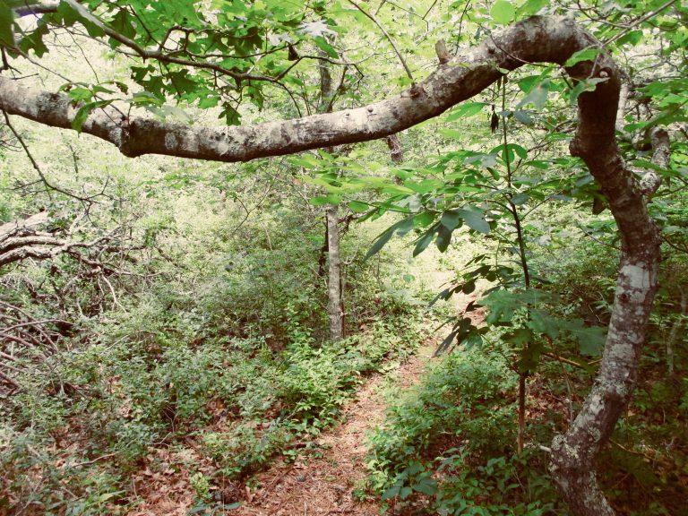 Old Colony Nature Pathway, Foss Woods & Whistle Path Woods – Slideshow ...