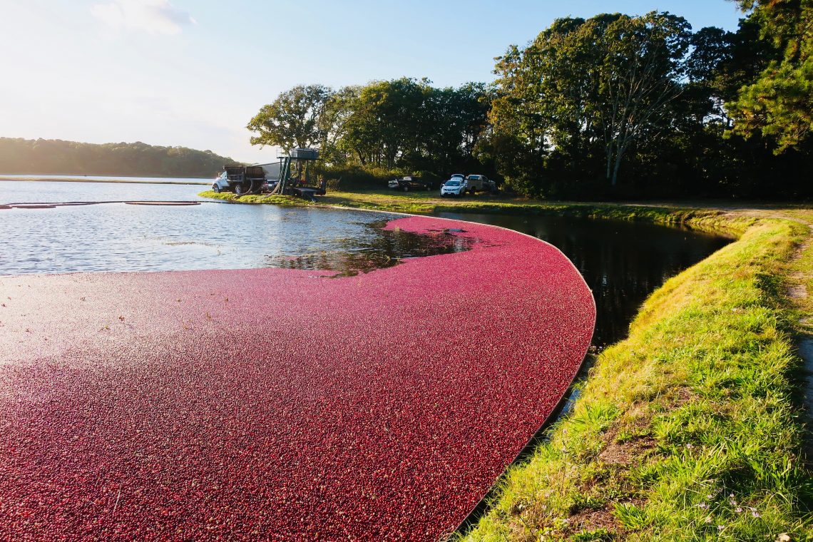 Route 124 Cranberry Bog – Slideshow - Cape Cod Wave