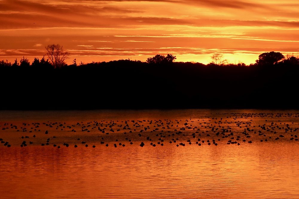 Amazing Falmouth Sunset With Ducks – VIDEO - Cape Cod Wave