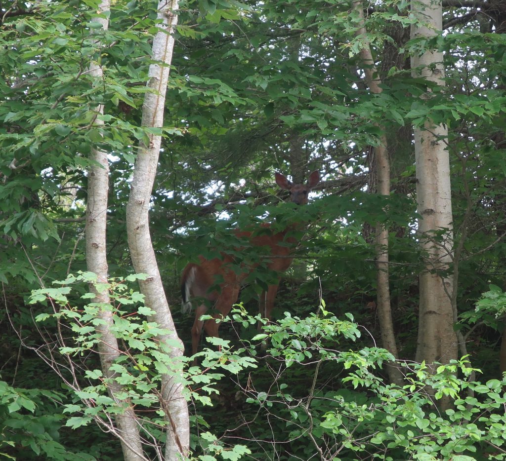 A Deer In The Woods Hole Steamship Authority Parking Lot, Along The ...