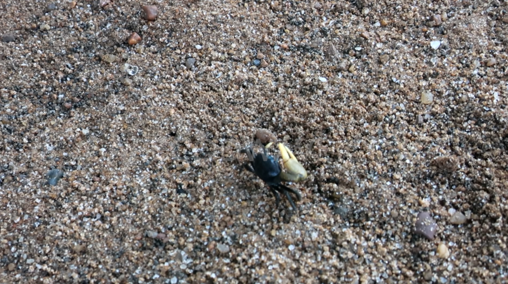 A Fiddler Crab In Wellfleet: 30-second VIDEO - Cape Cod Wave