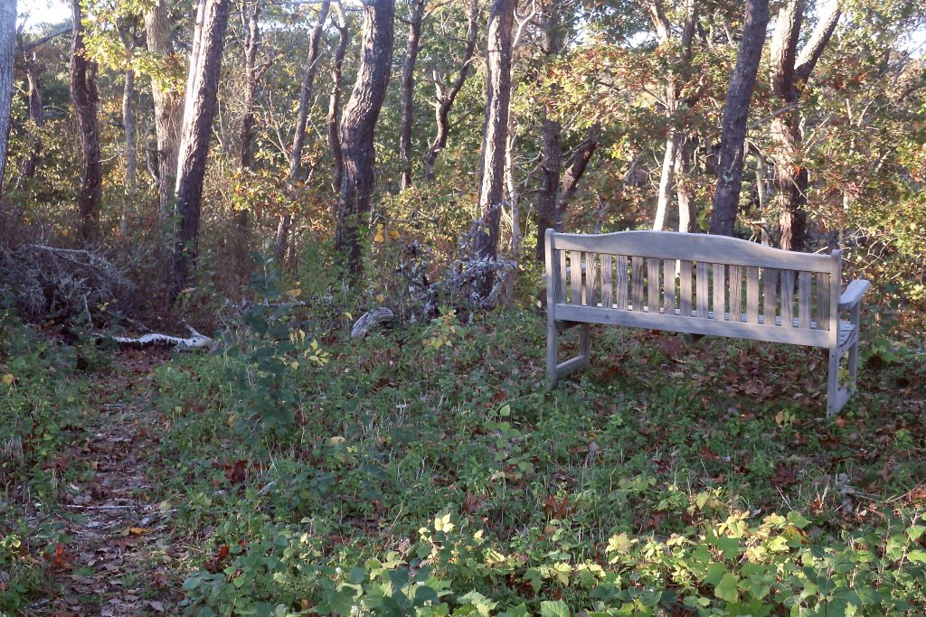 Captain George N. Harding Conservation Area, Chatham – Slideshow - Cape ...