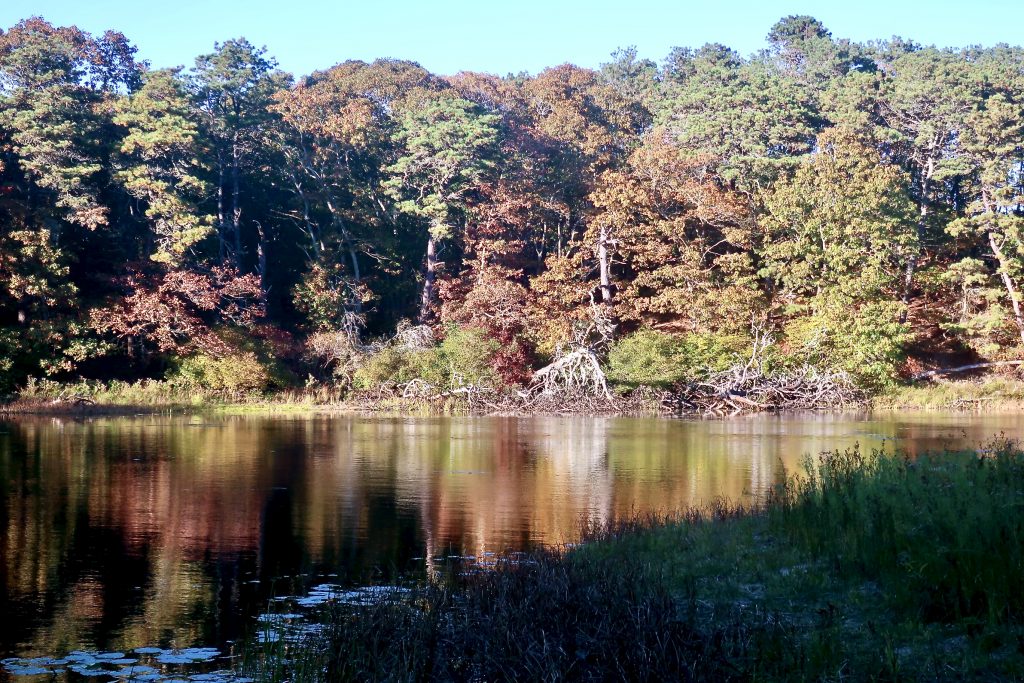 Captain George N. Harding Conservation Area, Chatham – Slideshow - Cape ...