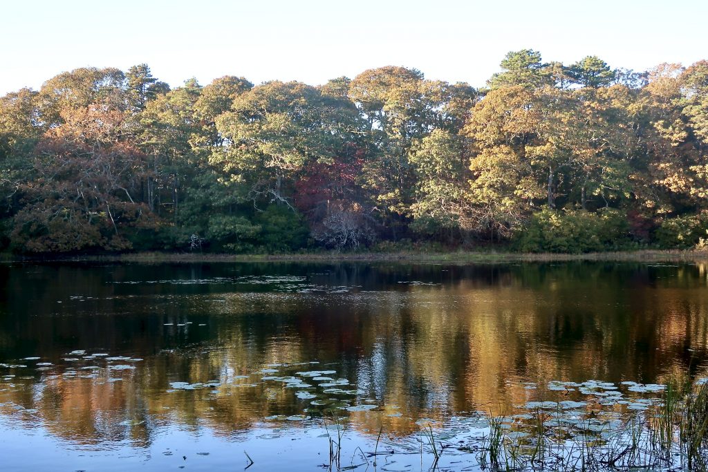 Captain George N. Harding Conservation Area, Chatham - Slideshow - Cape ...