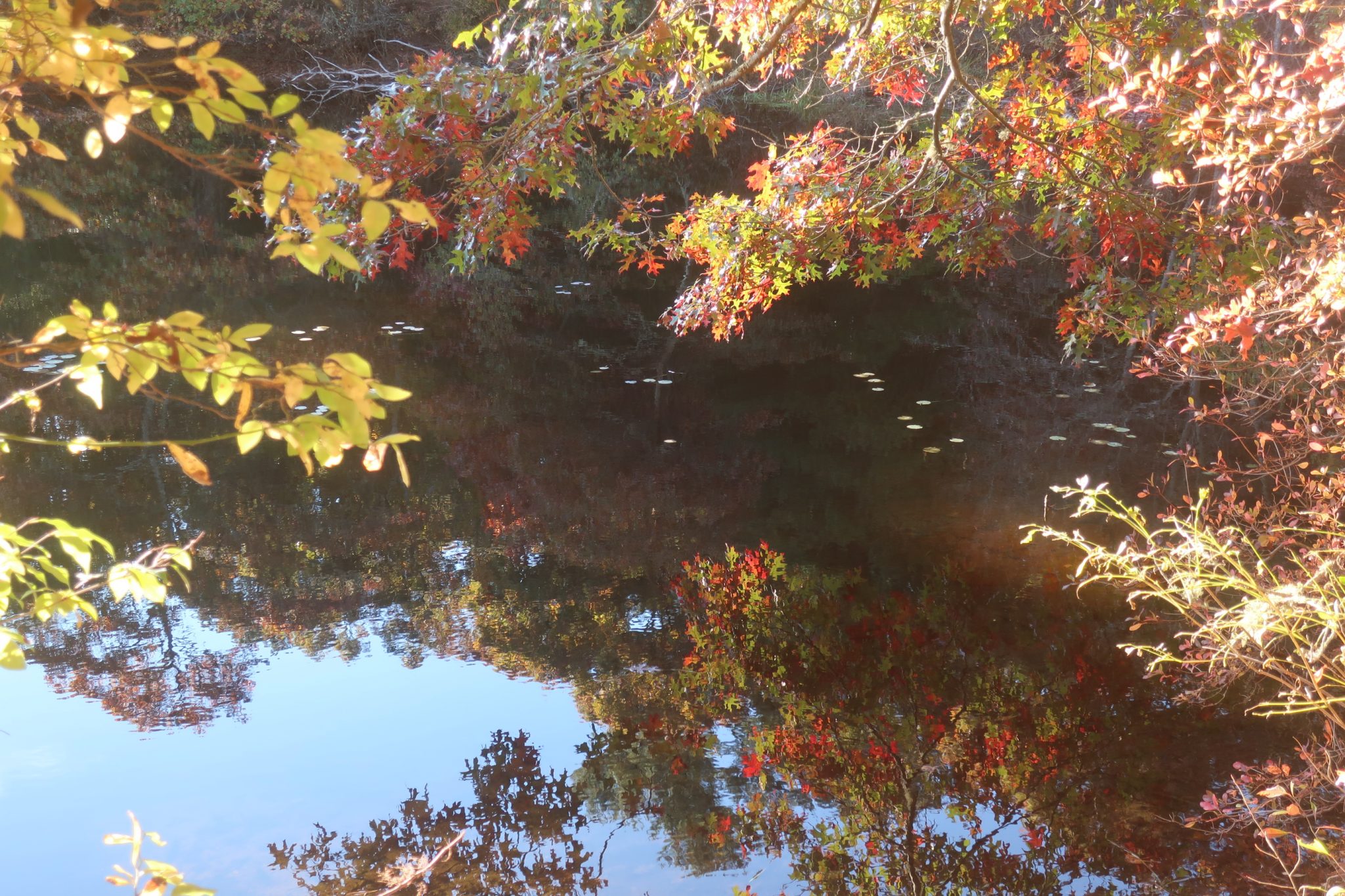 Four Ponds Conservation Area, Bourne – Slideshow - Cape Cod Wave