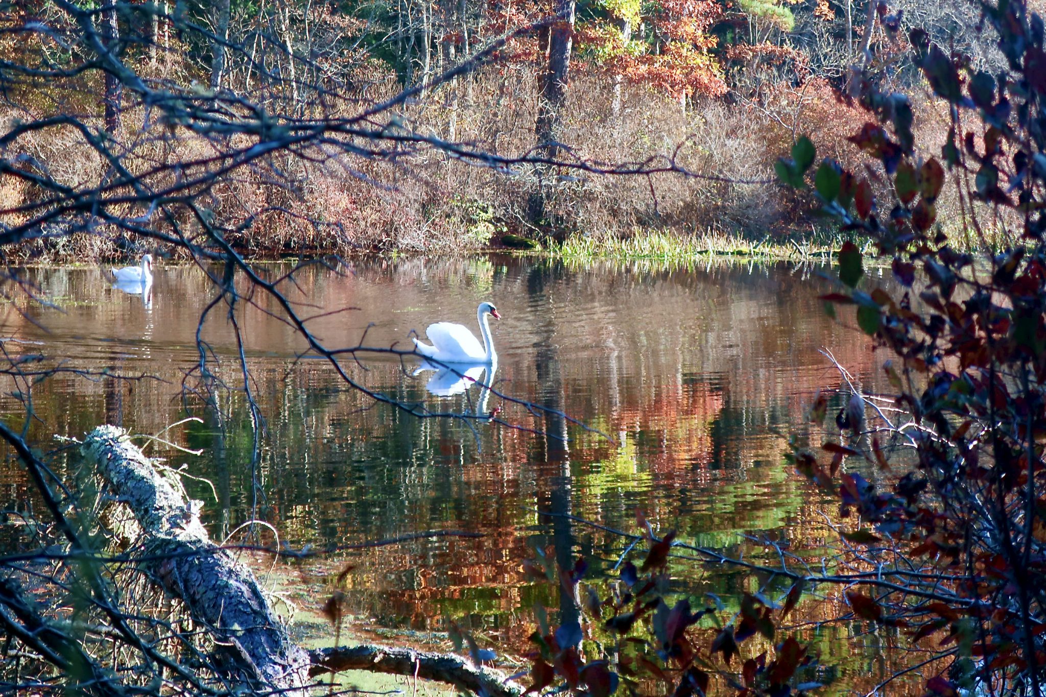 Four Ponds Conservation Area, Bourne – Slideshow - Cape Cod Wave
