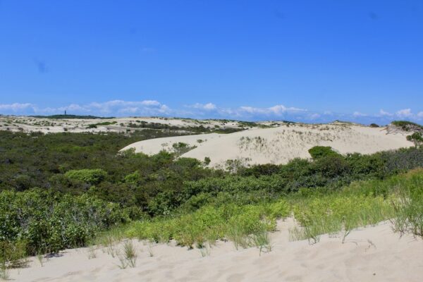 A Tour Through the Provincelands Dunes - Cape Cod Wave