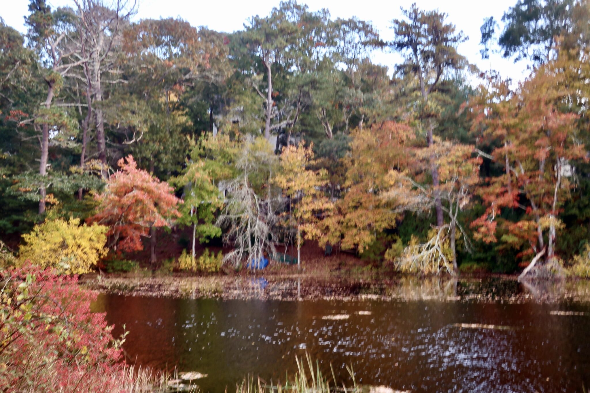Four Ponds Conservation Area, Bourne – Slideshow - Cape Cod Wave